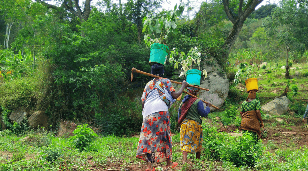 Promoting Community-Led Nature-Based Solutions through Reforestation ...